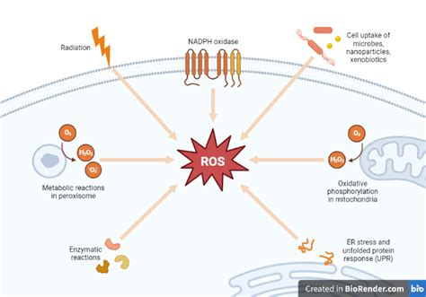 Reactive Oxygen Species ROS Sources Enzymes Diseases
