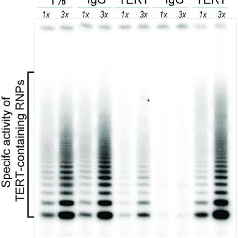 Differential Icshape Profile Of Rnps Vs Naked Rna Distinguishes