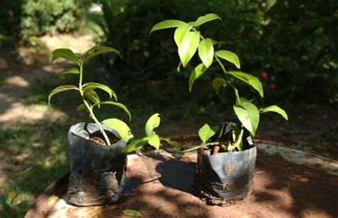 Confira como plantar ora pro nóbis e os 8 benefícios dessa planta
