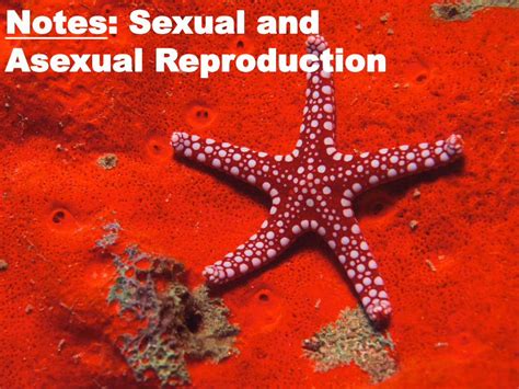 pdf vegetative structure and function dokumen tips hot sex picture