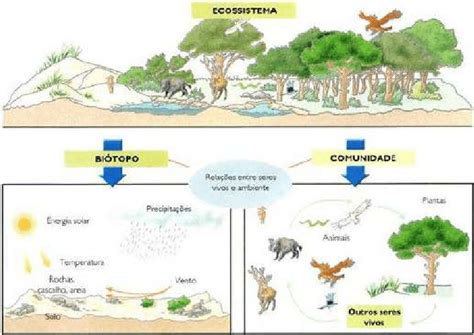 Representa O De Comunidade Ecol Gica Ou Ecossistema E Seu Bi Topo