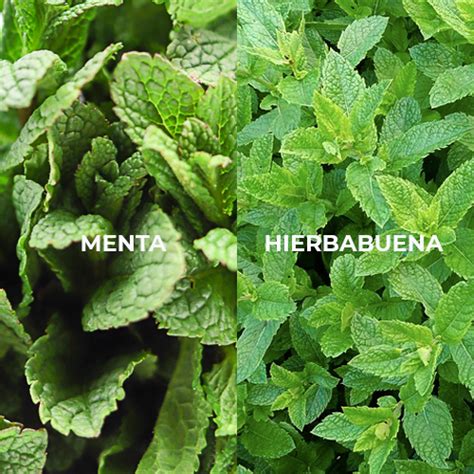 La Menta Y La Hierbabuena Son La Misma Planta Nucleo Jardin