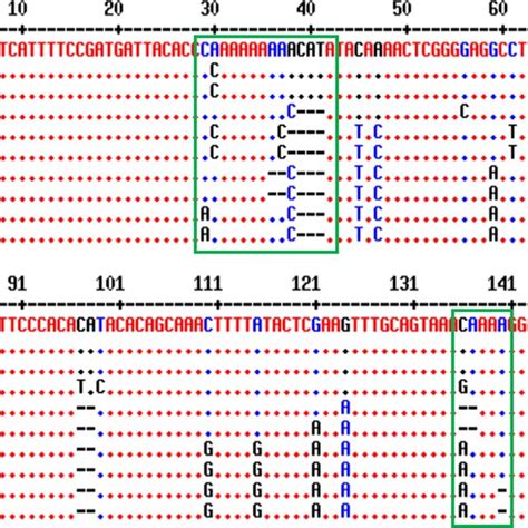 Multiple Sequence Alignment Of The ITS1 Nucleotide Sequences Of Several