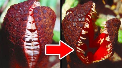 Descubre las plantas más raras y sorprendentes del mundo que desafían