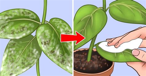 Cómo revivir una planta 4 formas Ideas En 5 Minutos