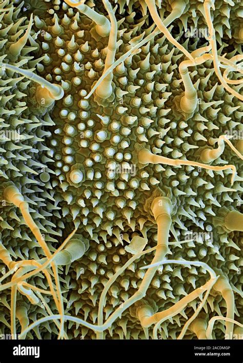 Lemon Balm Coloured Scanning Electron Micrograph SEM Of The Surface