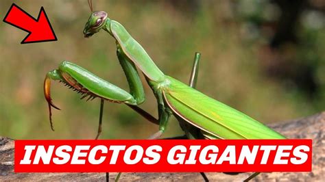 Los 5 Insectos Mas Grandes Del Mundo YouTube
