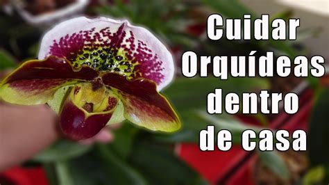 Como Cuidar Las Orquideas Dentro De La Casa Show Me That