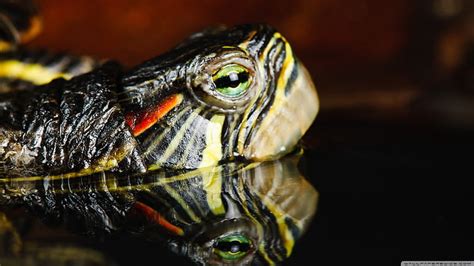 Tortuga Fondo De Pantalla Hd Wallpaperbetter