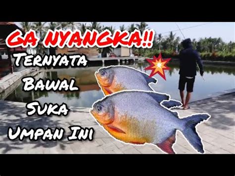 Umpan Mancing Ikan Bawal Sederhana Tapi Jitu Youtube
