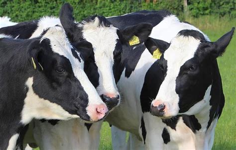 Aprender Sobre 49 Imagem Fotos De Vacas Br Thptnganamst Edu Vn