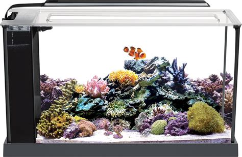 Best 5 Gallon Fish Tanks 2020 Get Aquarium Fish