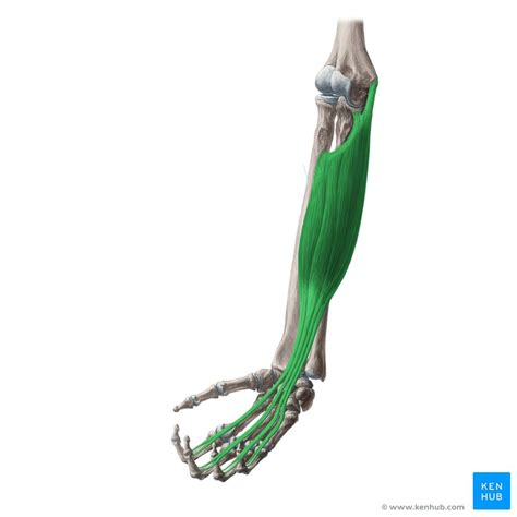 Flexor Digitorum Superficialis Origin Insertion Action Kenhub