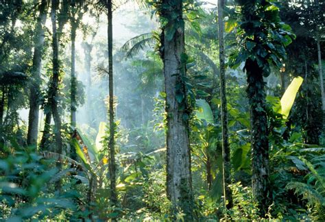 Árvores da Mata Atlântica correm o risco de desaparecer A Lavoura