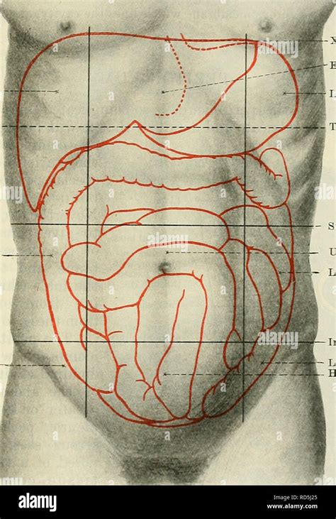 Regions Of The Abdomen And Their Contents ClipArt ETC 59 OFF