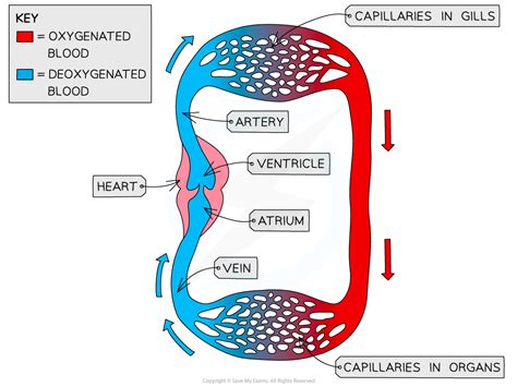 Circulatory Systems HL HL IB Biology Revision Notes 2025 Save My