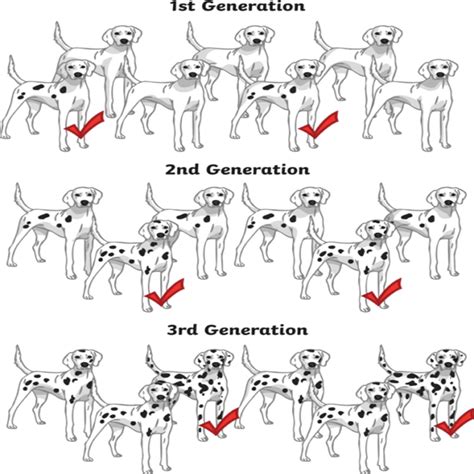 Inherited Traits Definition And Examples Biology Online Dictionary