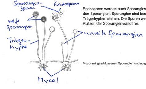 Vermehrung Der Bakterien Flashcards Quizlet