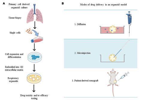 Figure 1 From Modifying And Integrating In Vitro And Ex Vivo