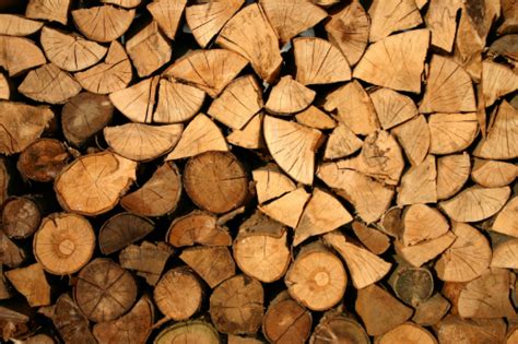 Best Types Of Firewood Trees