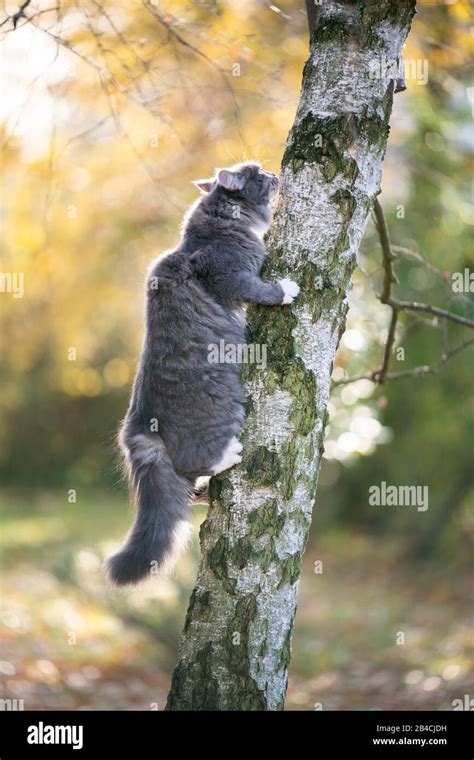 Side View Of A Blue Tabby Maine Coon Cat Climbing Up Birch Tree