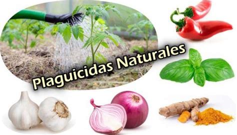 Plaguicidas naturales Manual de Elaboración en PDF InfoAgronomo