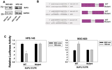 SUFU Is Targeted By MiRNA 150 A The Regulation Of SUFU By MiRNA 150