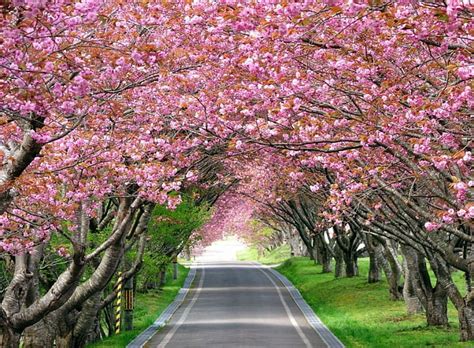 Descarga gratis Flor de cerezo flor espléndido camino árboles
