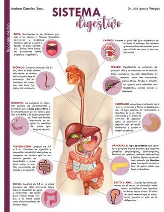 Infografia Anatomia Del Sistema Digestivo Anatomía 52 OFF