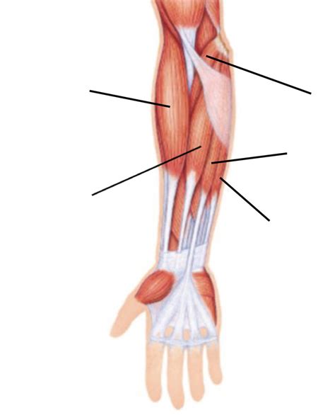 Forearm Flexor Muscles Diagram Quizlet