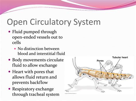 Ppt The Circulatory System Open Vs Closed Powerpoint