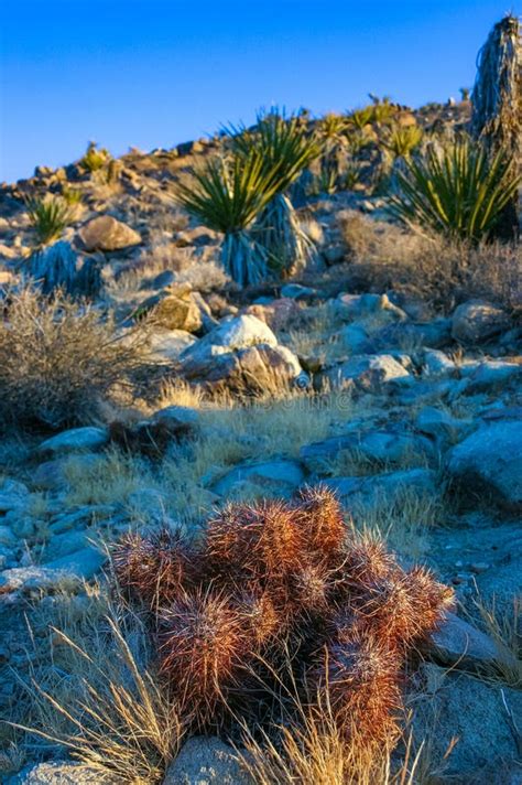 Strawberry Hedgehog Cactus Echinocereus Engelmannii A Group Of