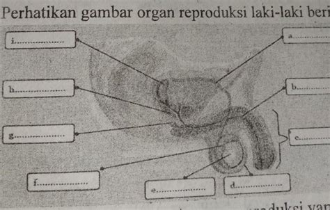 Berikut Ini Yang Termasuk Organ Reproduksi Pada Laki Laki Adalah 2021