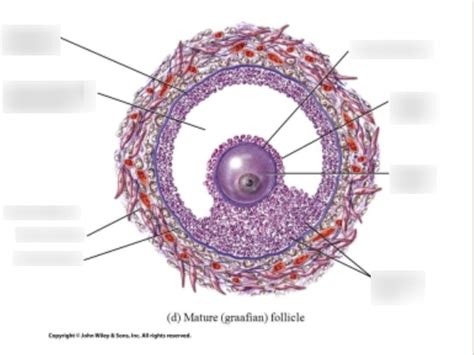 Mare Anatomy Folliculogenesis Diagram Diagram Quizlet