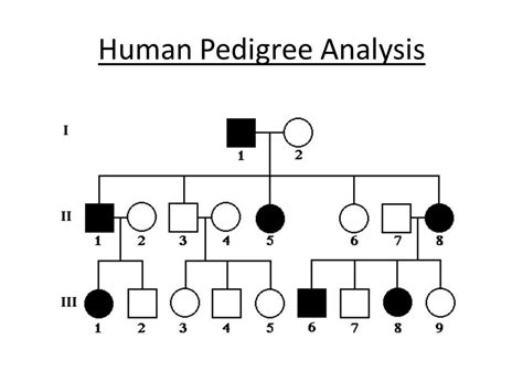 Chapter 14 Reading A Human Pedigree Diagram Quizlet