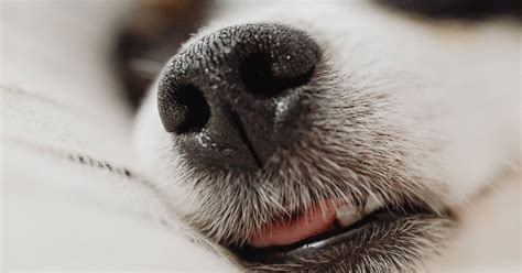 Mi Perro Sangra Por La Nariz Por El Calor Respuesta Expertos