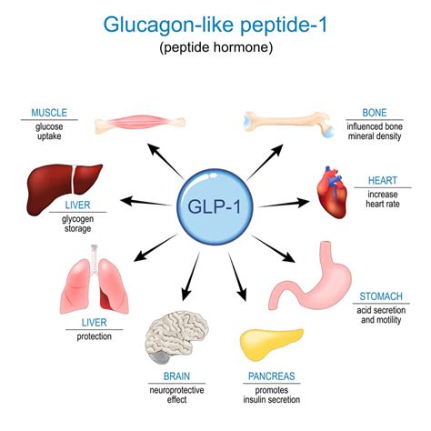 What Are GLP 1 Agonists For Weight Loss Penn Medical Group