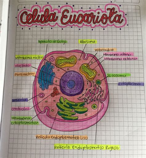 Estructura Interna Y Partes De La Clula Eucariota