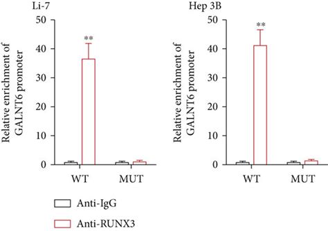 Galnt Is Transcriptionally Activated By Runx In Hcc Cells A Ucsc