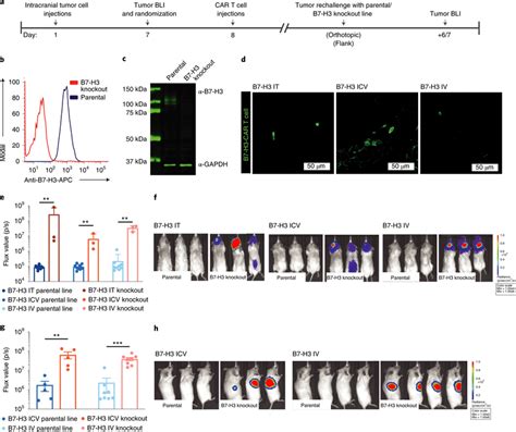 B7 H3 CAR T Cells Persist In The Brain And Lead To Antigen Specific