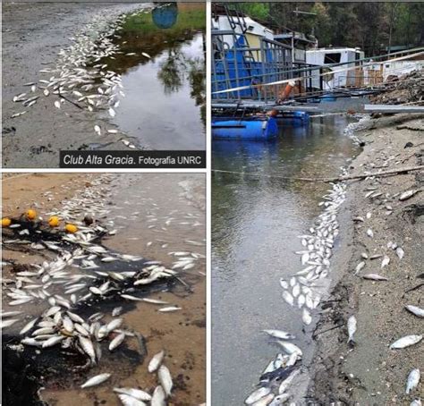 Se Determinaron Las Causas De La Mortandad De Peces Que Se Produjo En