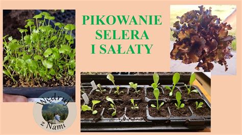 PIKOWANIE SELERA I SAŁATY JAK PIKOWAĆ SELER I SAŁATĘ JAK PIKOWAĆ