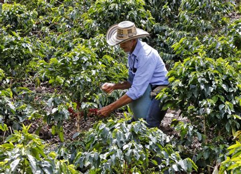 Producción cafetera tiene meta 14 millones de sacos