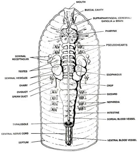 Diagram Of A Dissected Earthworm