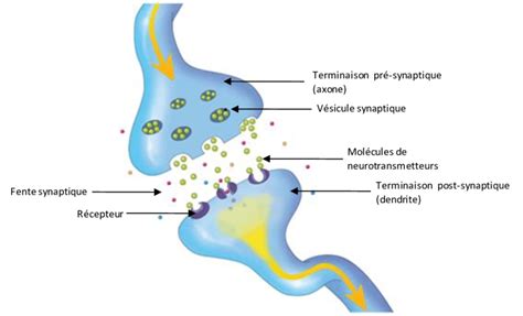 Figure A 4 Schéma d une synapse chimique entre deux neurones