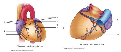 Coronary Arteries And Veins Diagram Diagram Quizlet