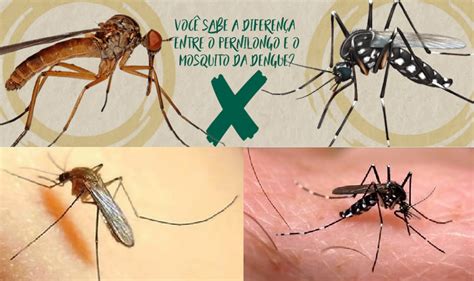 Entenda a diferença entre pernilongo e mosquito da dengue A POLÍTICA