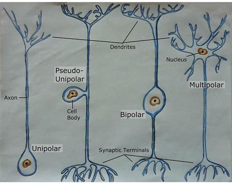 Types Of Neurons MEDizzy