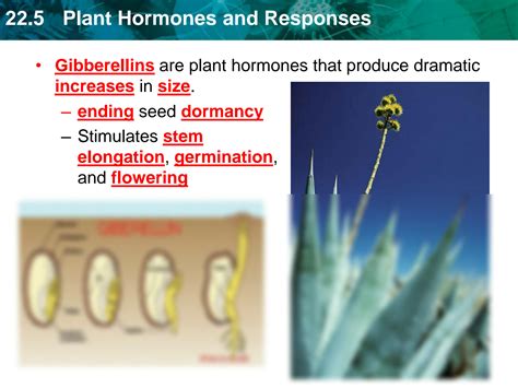 Solution Plant Hormones Studypool