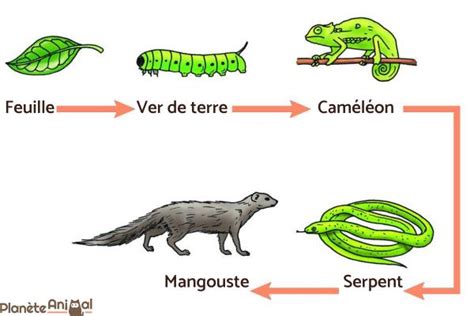 Cha Ne Alimentaire Terrestre D Finition Et Exemple